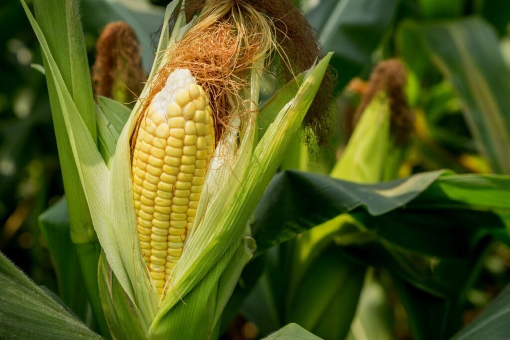 Corn Corrects Lower into Long Weekend - Today Markets
